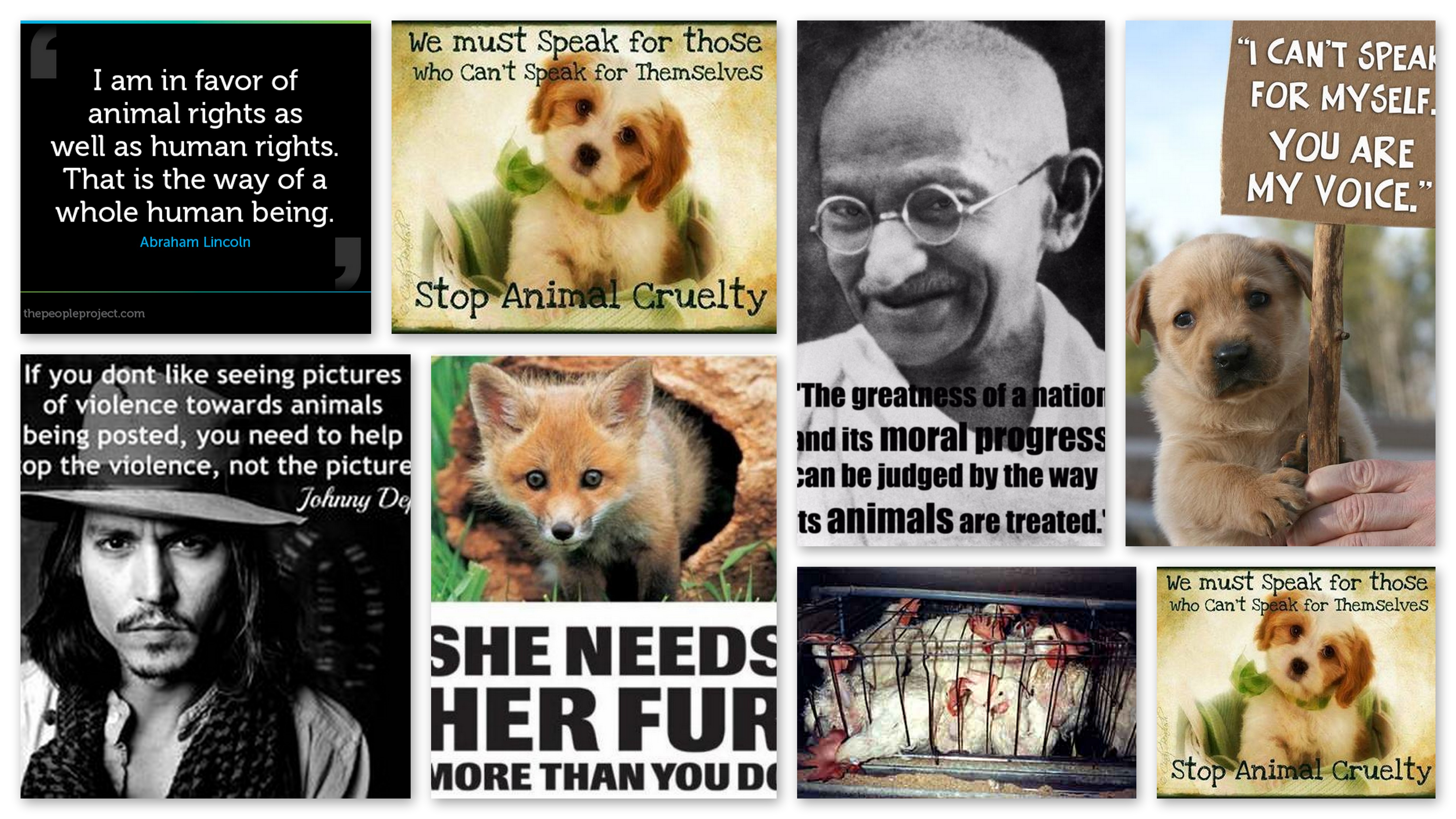 Animal Rights Andrew Charalambous
